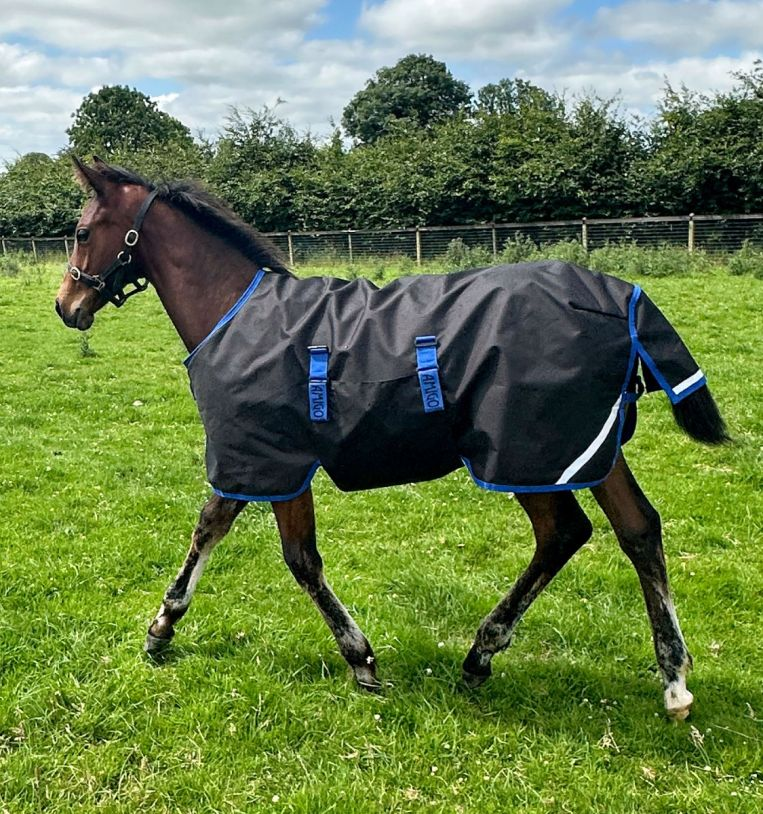 Amigo® Ripstop 900D Foal Turnout Blanket - 200 G – Picov's Tack Shop