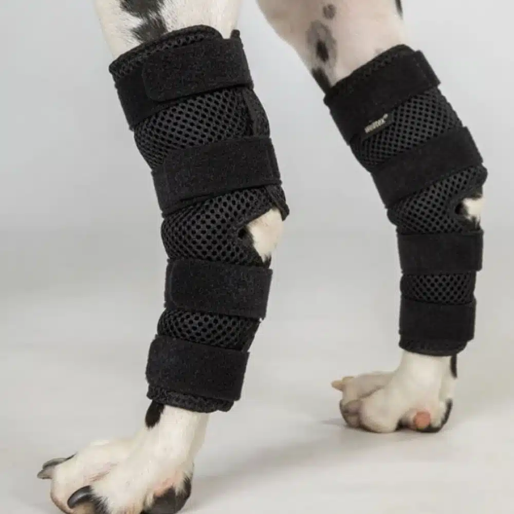 Back On Track® "Dixie" Dog Hock Brace – Picov's Tack Shop