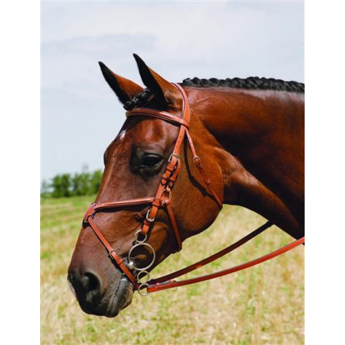 Vespucci Single Crown Fancy Raised Figure 8 Bridle – Picov's Tack Shop